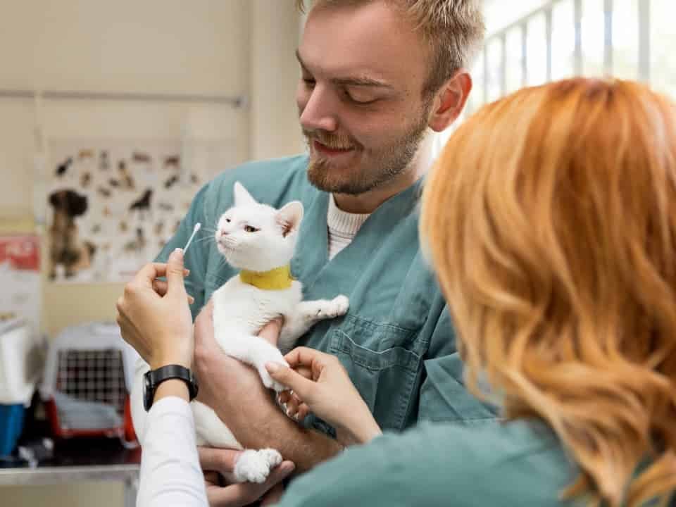 Mutuelle pour chat : comment choisir
